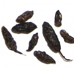 Sylphium molecular ecology