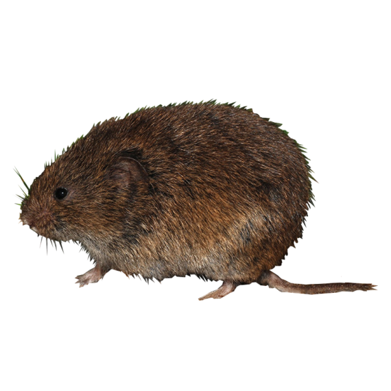 Microtus-oeconomus — Sylphium Molecular Ecology (nl)